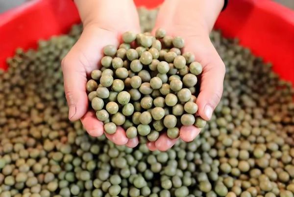 鸡头米图片多少钱一斤_鸡头米价格行情-第2张图片-山城妙识 鸡头米图片多少钱一斤_鸡头米价格行情-第2张图片-山城妙识