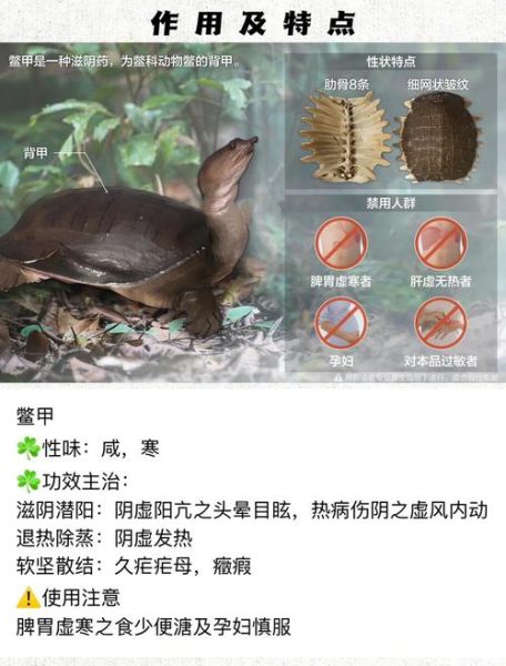 鳖甲的功效与作用及食用方法_鳖甲怎么吃好-第3张图片-山城妙识 鳖甲的功效与作用及食用方法_鳖甲怎么吃好-第3张图片-山城妙识