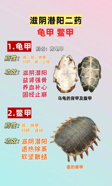 鳖甲的功效与作用及食用方法_鳖甲怎么吃好-第2张图片-山城妙识 鳖甲的功效与作用及食用方法_鳖甲怎么吃好-第2张图片-山城妙识