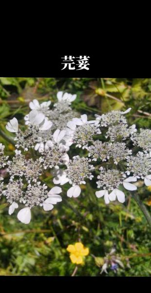 芫荽是哪里的叫法_北方人为什么叫香菜-第2张图片-山城妙识 芫荽是哪里的叫法_北方人为什么叫香菜-第2张图片-山城妙识