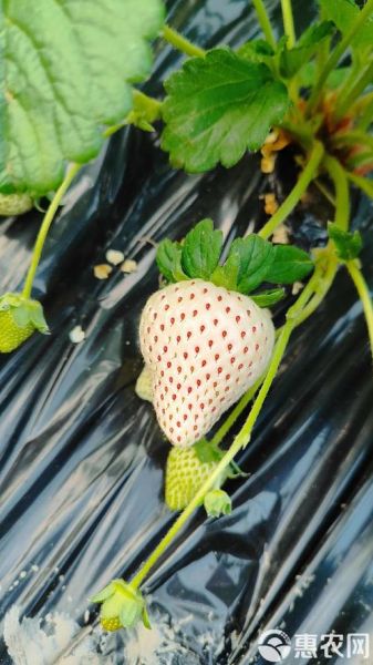 白露吃什么水果_白露节气水果推荐-第1张图片-山城妙识