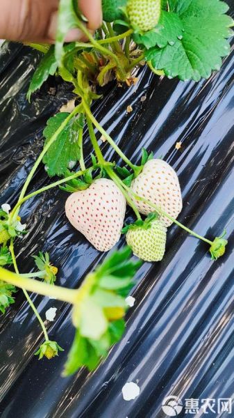 白露吃什么水果_白露节气水果推荐-第2张图片-山城妙识