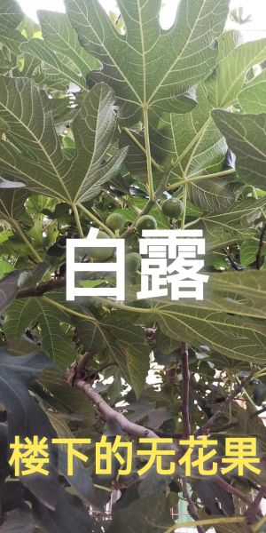 白露吃什么水果_白露节气水果推荐-第3张图片-山城妙识