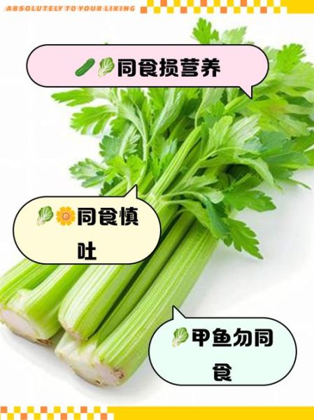 芹菜不能和什么一起吃_六种相克食物清单-第3张图片-山城妙识 芹菜不能和什么一起吃_六种相克食物清单-第3张图片-山城妙识