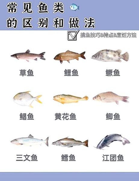 常见淡水鱼种类有哪些_如何区分海水鱼和淡水鱼-第3张图片-山城妙识 常见淡水鱼种类有哪些_如何区分海水鱼和淡水鱼-第3张图片-山城妙识