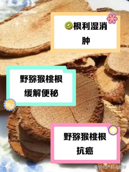 猕猴桃根的功效与作用_猕猴桃根能抗癌吗-第1张图片-山城妙识