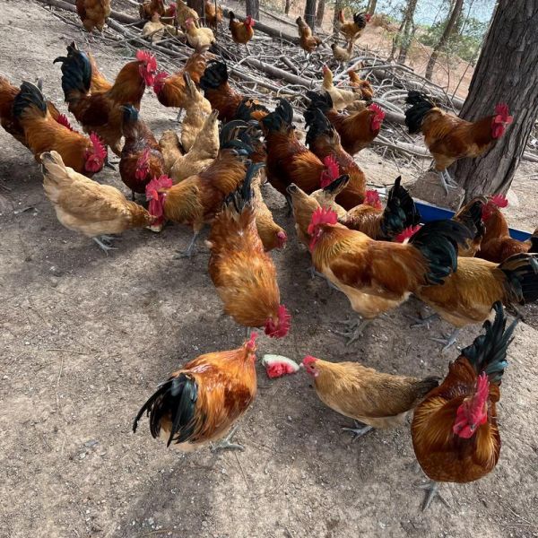 花菇和香菇哪个营养价值高_花菇和香菇的区别与功效-第3张图片-山城妙识