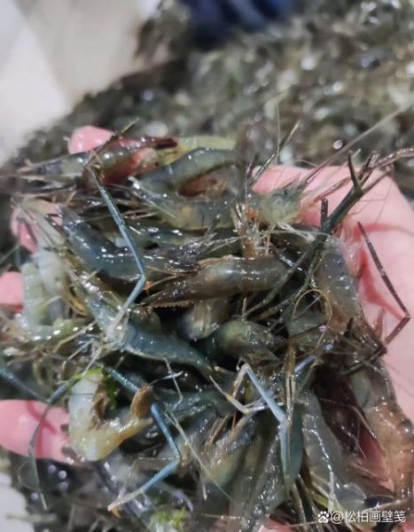 河虾市场价多少钱一斤_2024最新行情-第2张图片-山城妙识 河虾市场价多少钱一斤_2024最新行情-第2张图片-山城妙识