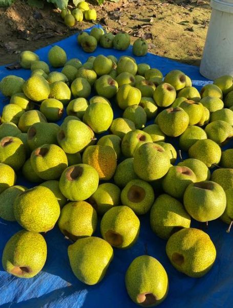 莱阳梨的由来_莱阳梨为什么叫慈梨-第2张图片-山城妙识 莱阳梨的由来_莱阳梨为什么叫慈梨-第2张图片-山城妙识