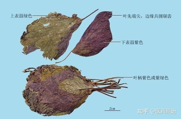 野生紫苏叶图片长什么样_如何辨别真假野生紫苏叶-第3张图片-山城妙识