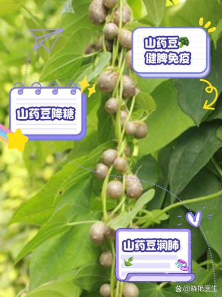 吃山药豆的功效与作用_山药豆怎么吃最养脾胃-第3张图片-山城妙识 吃山药豆的功效与作用_山药豆怎么吃最养脾胃-第3张图片-山城妙识