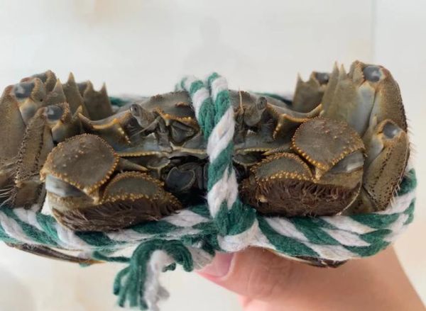 绑好的大闸蟹怎么保存_大闸蟹能放几天不死-第2张图片-山城妙识 绑好的大闸蟹怎么保存_大闸蟹能放几天不死-第2张图片-山城妙识