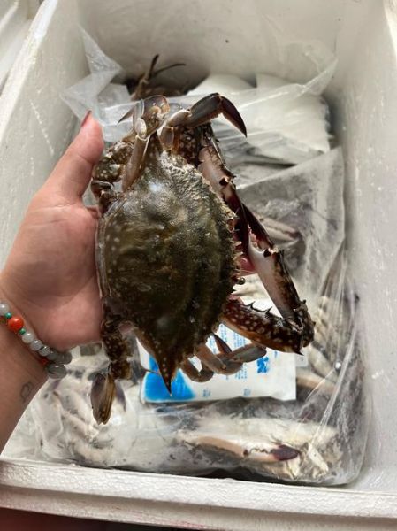 梭子蟹死了一天还能吃吗_如何判断是否变质-第1张图片-山城妙识 梭子蟹死了一天还能吃吗_如何判断是否变质-第1张图片-山城妙识