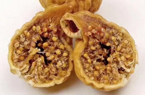 无花果治疗痔疮的方法_无花果怎么用治痔疮-第2张图片-山城妙识 无花果治疗痔疮的方法_无花果怎么用治痔疮-第2张图片-山城妙识