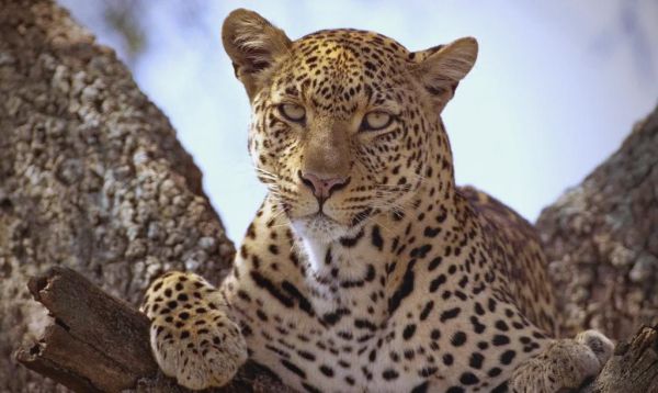 豹子图片高清壁纸哪里找_豹子高清壁纸怎么下载-第2张图片-山城妙识 豹子图片高清壁纸哪里找_豹子高清壁纸怎么下载-第2张图片-山城妙识