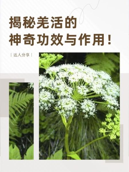 羌活的功效与作用_羌活能治什么病-第1张图片-山城妙识