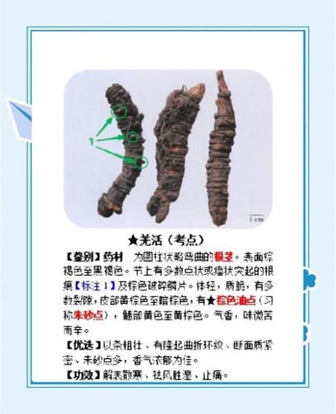 羌活的功效与作用_羌活能治什么病-第2张图片-山城妙识