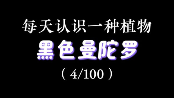 黑色曼陀罗花语是什么_最黑暗的花代表什么-第2张图片-山城妙识