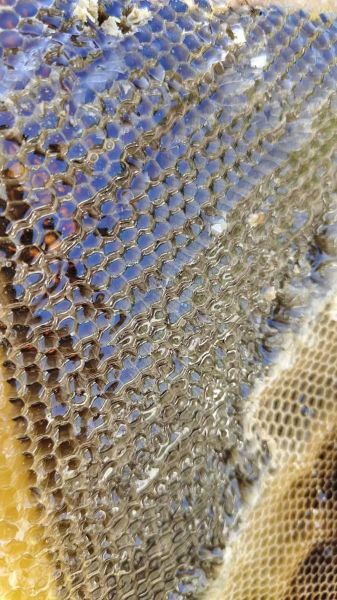 蜂巢蜜的功效与禁忌_蜂巢蜜适合什么人吃-第1张图片-山城妙识 蜂巢蜜的功效与禁忌_蜂巢蜜适合什么人吃-第1张图片-山城妙识