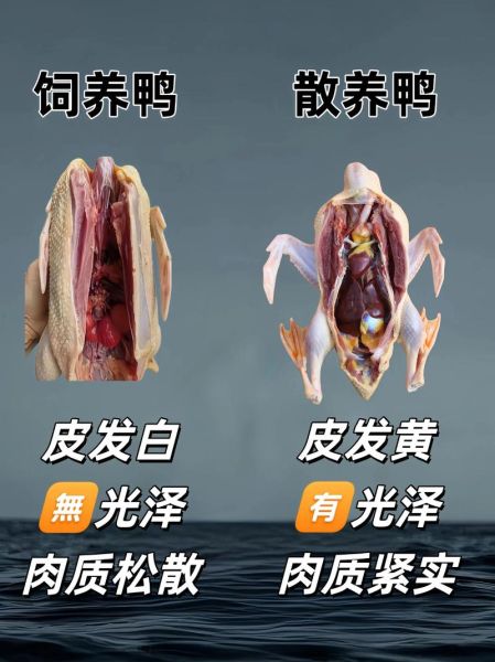 养殖什么不愁销路_新手适合养什么-第2张图片-山城妙识