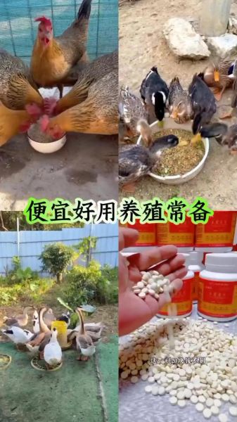 养殖什么不愁销路_新手适合养什么-第1张图片-山城妙识