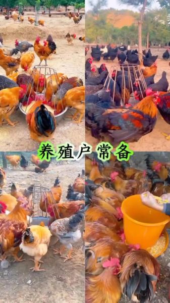 养殖什么不愁销路_新手适合养什么-第3张图片-山城妙识