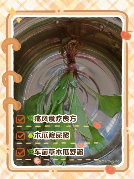 车前草泡水喝治什么病_车前草的功效与作用-第1张图片-山城妙识