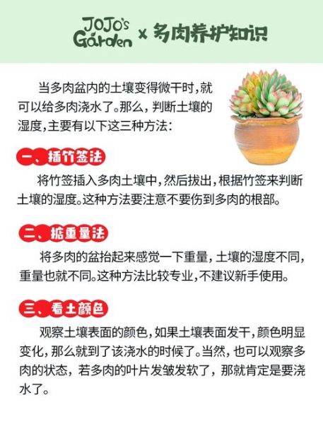 多肉植物怎么养_多肉植物多久浇一次水-第1张图片-山城妙识
