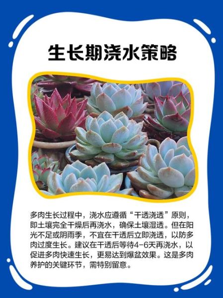 多肉植物怎么养_多肉植物多久浇一次水-第2张图片-山城妙识