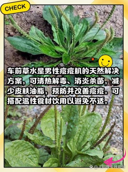车前草泡水喝治什么病_车前草的功效与作用-第3张图片-山城妙识
