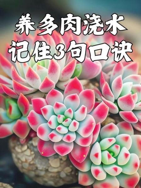 多肉植物怎么养_多肉植物多久浇一次水-第3张图片-山城妙识