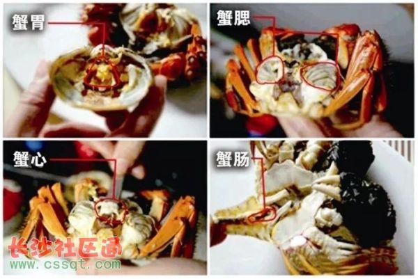 螃蟹哪些部位不能吃_蟹腮蟹心蟹胃在哪里-第1张图片-山城妙识 螃蟹哪些部位不能吃_蟹腮蟹心蟹胃在哪里-第1张图片-山城妙识