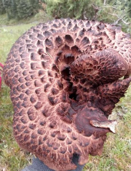 虎掌菌怎么做好吃_虎掌菌炖汤还是爆炒更香-第1张图片-山城妙识