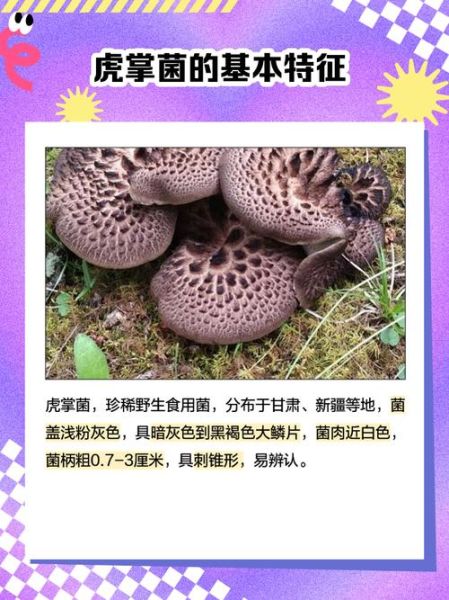 虎掌菌怎么做好吃_虎掌菌炖汤还是爆炒更香-第2张图片-山城妙识