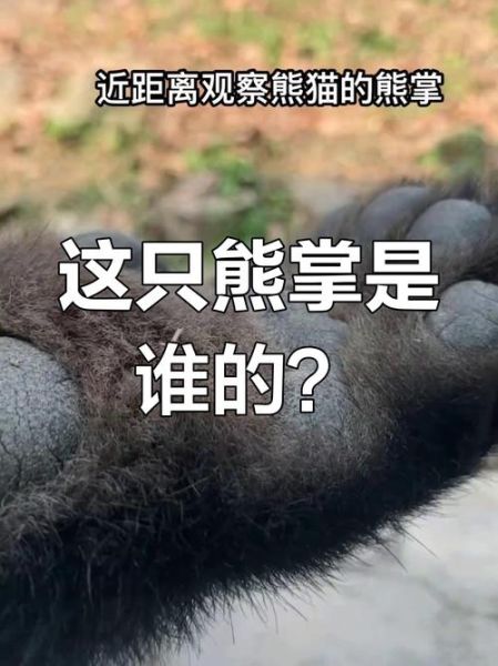 熊掌互娱是什么_熊掌互娱靠谱吗-第1张图片-山城妙识