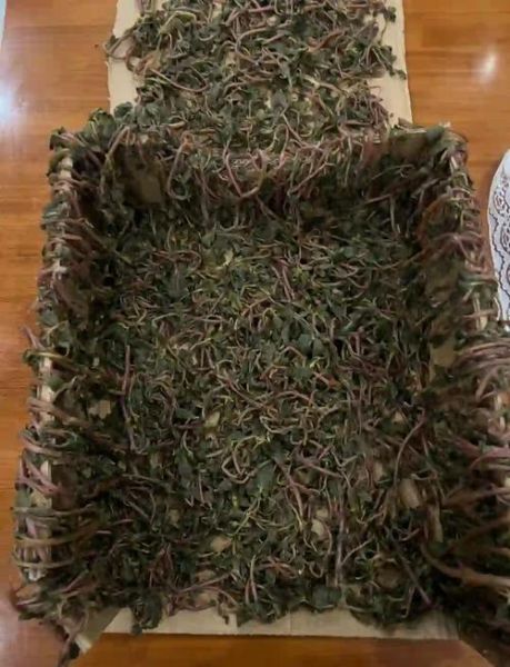 蚂蚱菜图片功效与作用_蚂蚱菜怎么吃最好-第1张图片-山城妙识