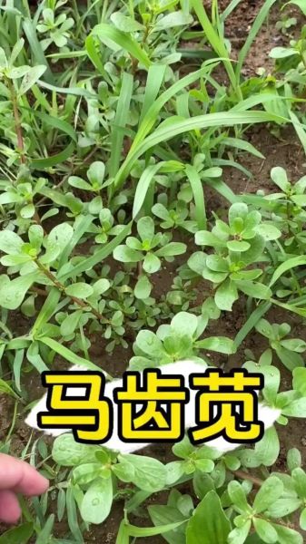 蚂蚱菜图片功效与作用_蚂蚱菜怎么吃最好-第2张图片-山城妙识