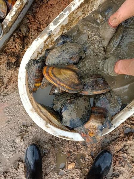 河蚌养殖一亩成本多少钱_河蚌养殖利润高吗-第2张图片-山城妙识