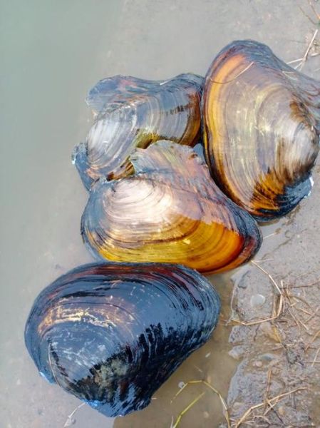 河蚌养殖一亩成本多少钱_河蚌养殖利润高吗-第1张图片-山城妙识