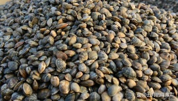 蛤蜊怎么养_蛤蜊养殖技巧-第1张图片-山城妙识 蛤蜊怎么养_蛤蜊养殖技巧-第1张图片-山城妙识