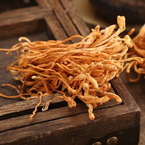 北虫草的功效与作用_北虫草和冬虫夏草的区别-第3张图片-山城妙识 北虫草的功效与作用_北虫草和冬虫夏草的区别-第3张图片-山城妙识