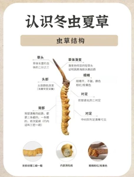 北虫草的功效与作用_北虫草和冬虫夏草的区别-第1张图片-山城妙识 北虫草的功效与作用_北虫草和冬虫夏草的区别-第1张图片-山城妙识