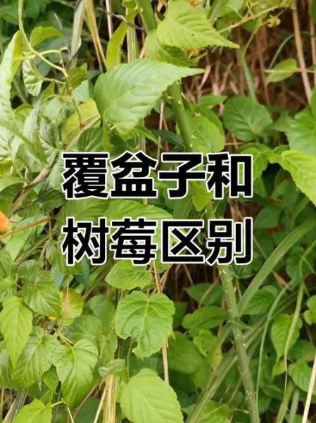 山莓和覆盆子怎么区分_山莓和覆盆子图片对比-第3张图片-山城妙识 山莓和覆盆子怎么区分_山莓和覆盆子图片对比-第3张图片-山城妙识