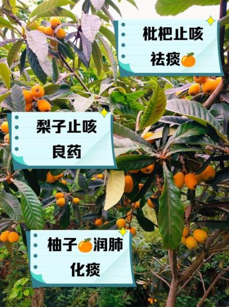 什么水果去火止咳_嗓子干痒吃什么水果好-第3张图片-山城妙识 什么水果去火止咳_嗓子干痒吃什么水果好-第3张图片-山城妙识