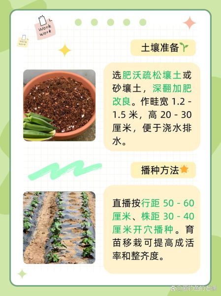 黄秋葵什么时候种_黄秋葵种植管理方法-第2张图片-山城妙识 黄秋葵什么时候种_黄秋葵种植管理方法-第2张图片-山城妙识