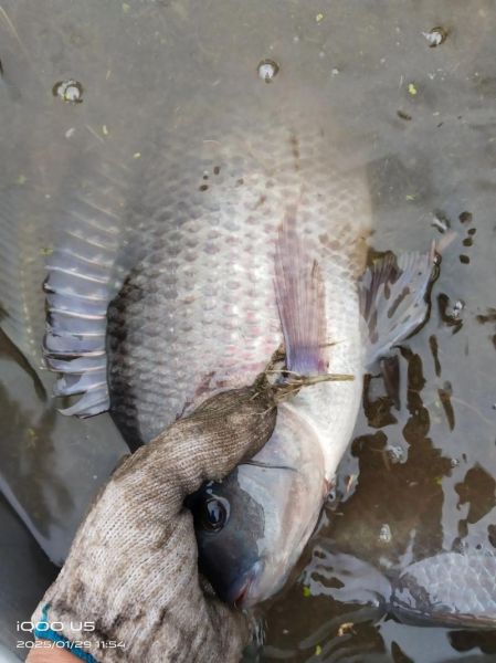 稻花鱼多少钱一斤_稻花鱼价格行情-第2张图片-山城妙识 稻花鱼多少钱一斤_稻花鱼价格行情-第2张图片-山城妙识