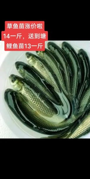 稻花鱼多少钱一斤_稻花鱼价格行情-第1张图片-山城妙识 稻花鱼多少钱一斤_稻花鱼价格行情-第1张图片-山城妙识