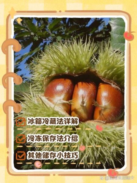 生板栗放冰箱能放多久_生板栗冷藏还是冷冻好-第1张图片-山城妙识 生板栗放冰箱能放多久_生板栗冷藏还是冷冻好-第1张图片-山城妙识