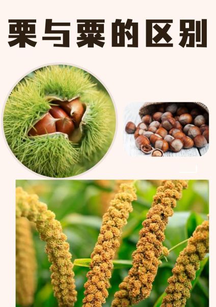粟子和栗子的区别_哪个是板栗-第1张图片-山城妙识 粟子和栗子的区别_哪个是板栗-第1张图片-山城妙识