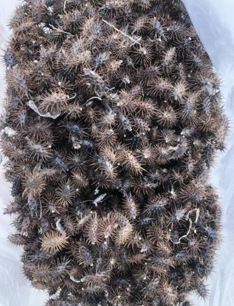 苍耳子能治鼻炎吗_苍耳子怎么泡水喝-第1张图片-山城妙识 苍耳子能治鼻炎吗_苍耳子怎么泡水喝-第1张图片-山城妙识